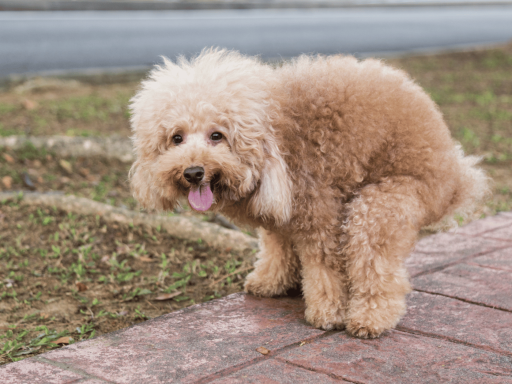 Zindelijkheidstraining voor een poedel | Toypoedel.nl