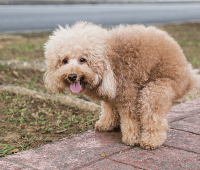 Basiscommando's voor poedels | Toypoedel.nl