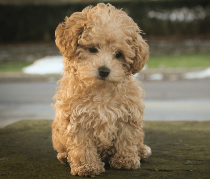 Toypoedel.nl | Alles over poedels