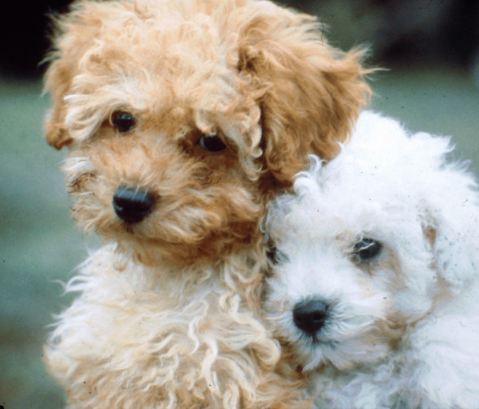 Toypoedel.nl | Alles over poedels